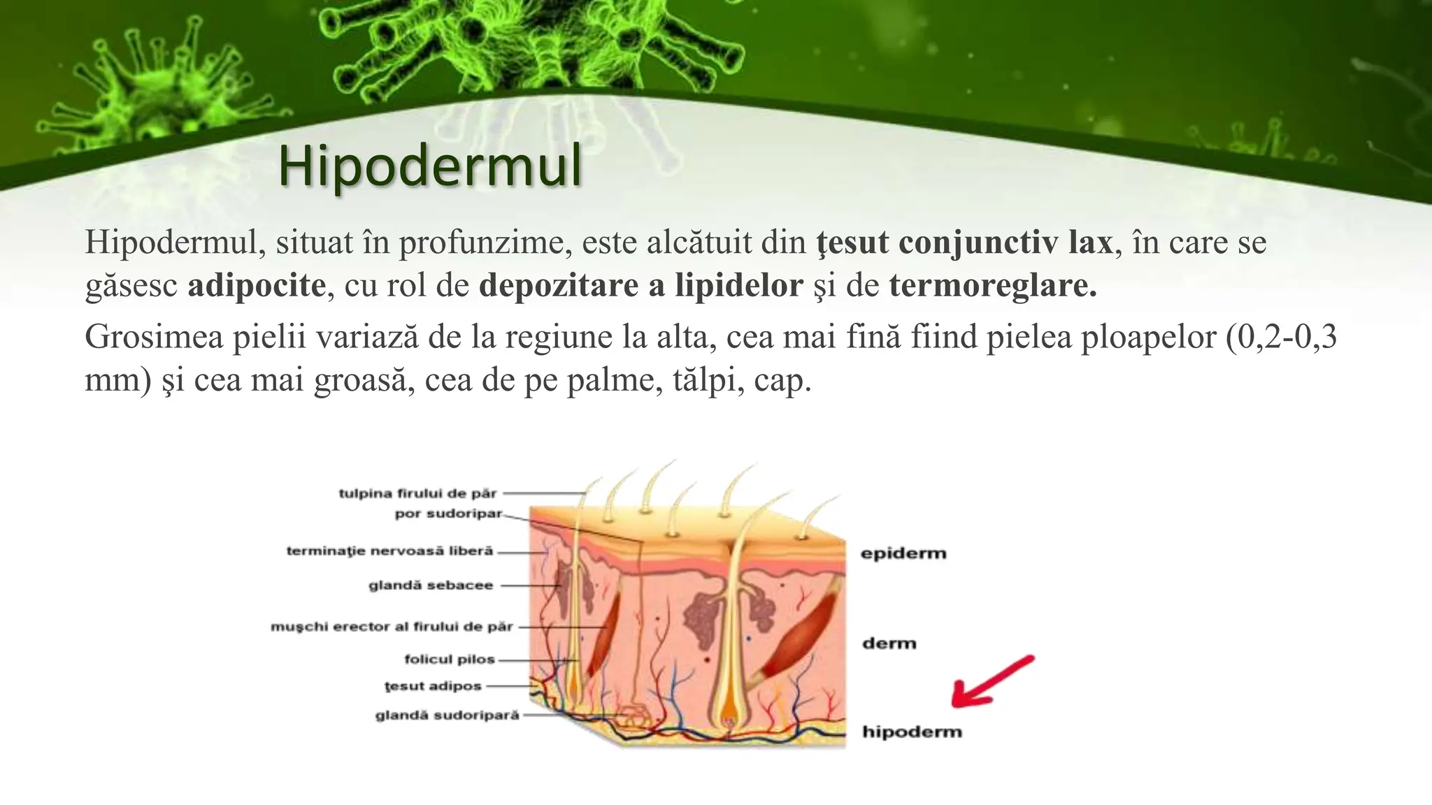 Analizatorul cutanat prezentare.pptx