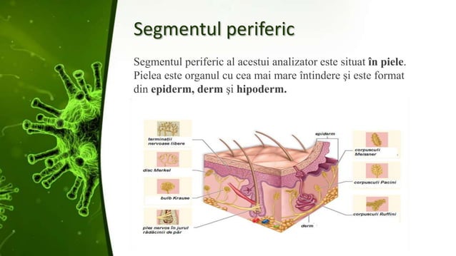 Analizatorul cutanat prezentare.pptx