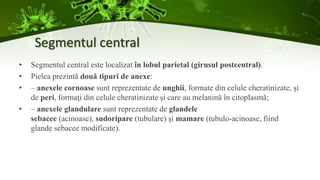 Analizatorul cutanat prezentare.pptx