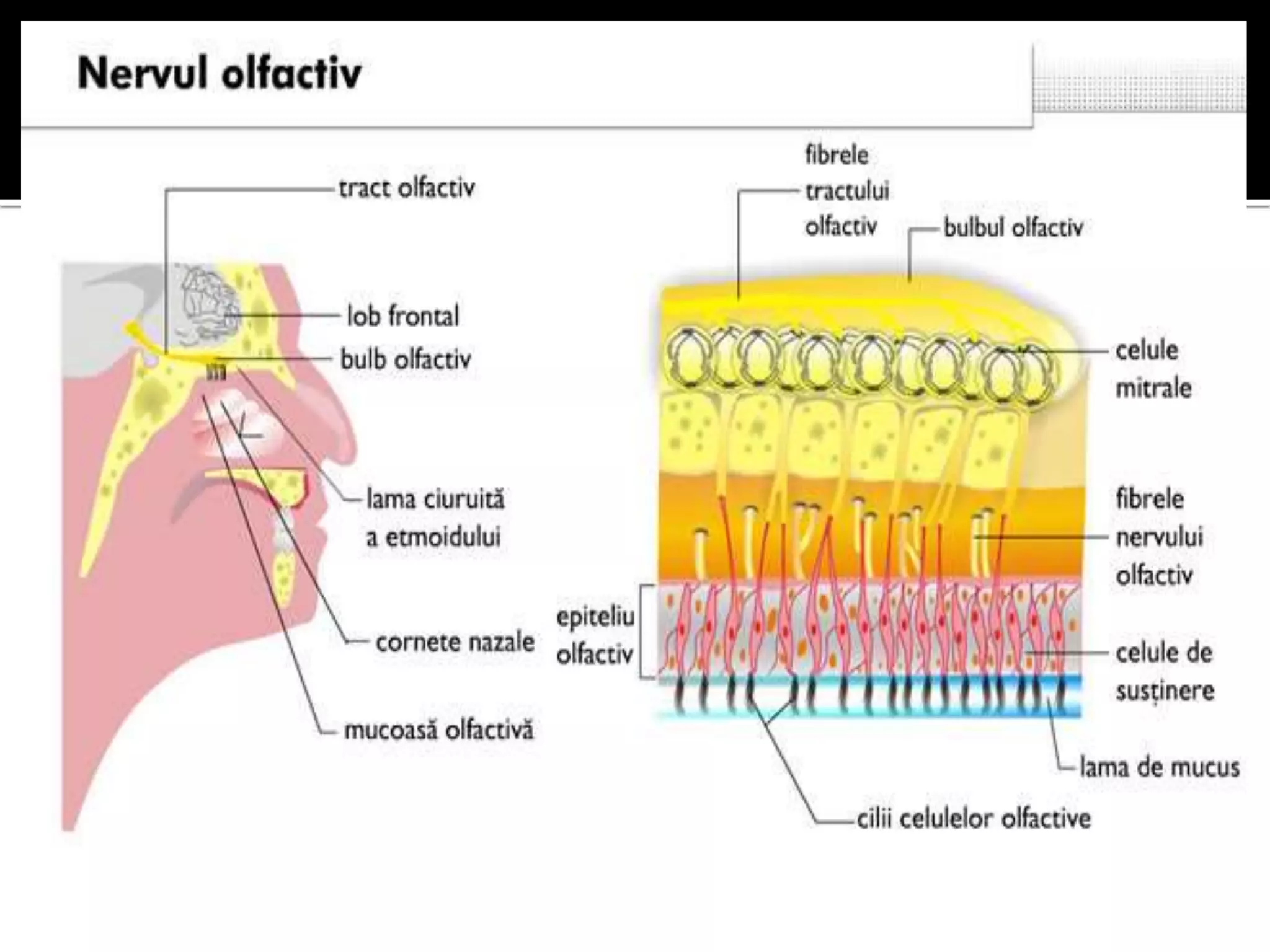 Analizatorul olfactiv . | PPTX
