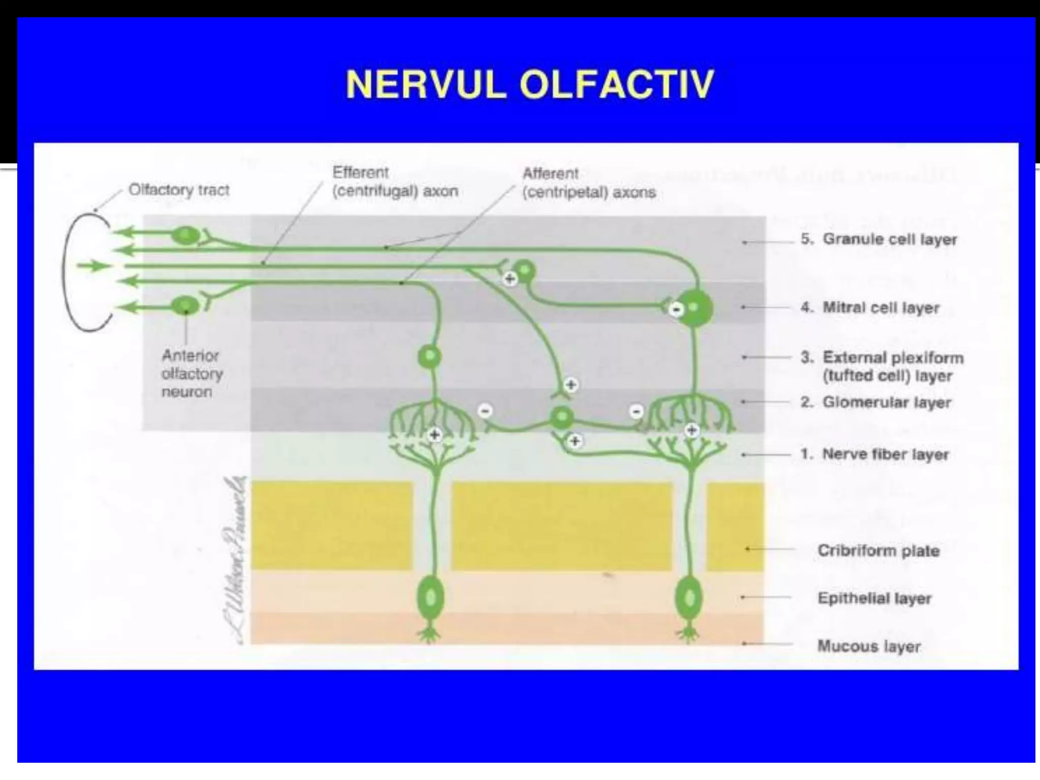 Analizatorul olfactiv . | PPTX
