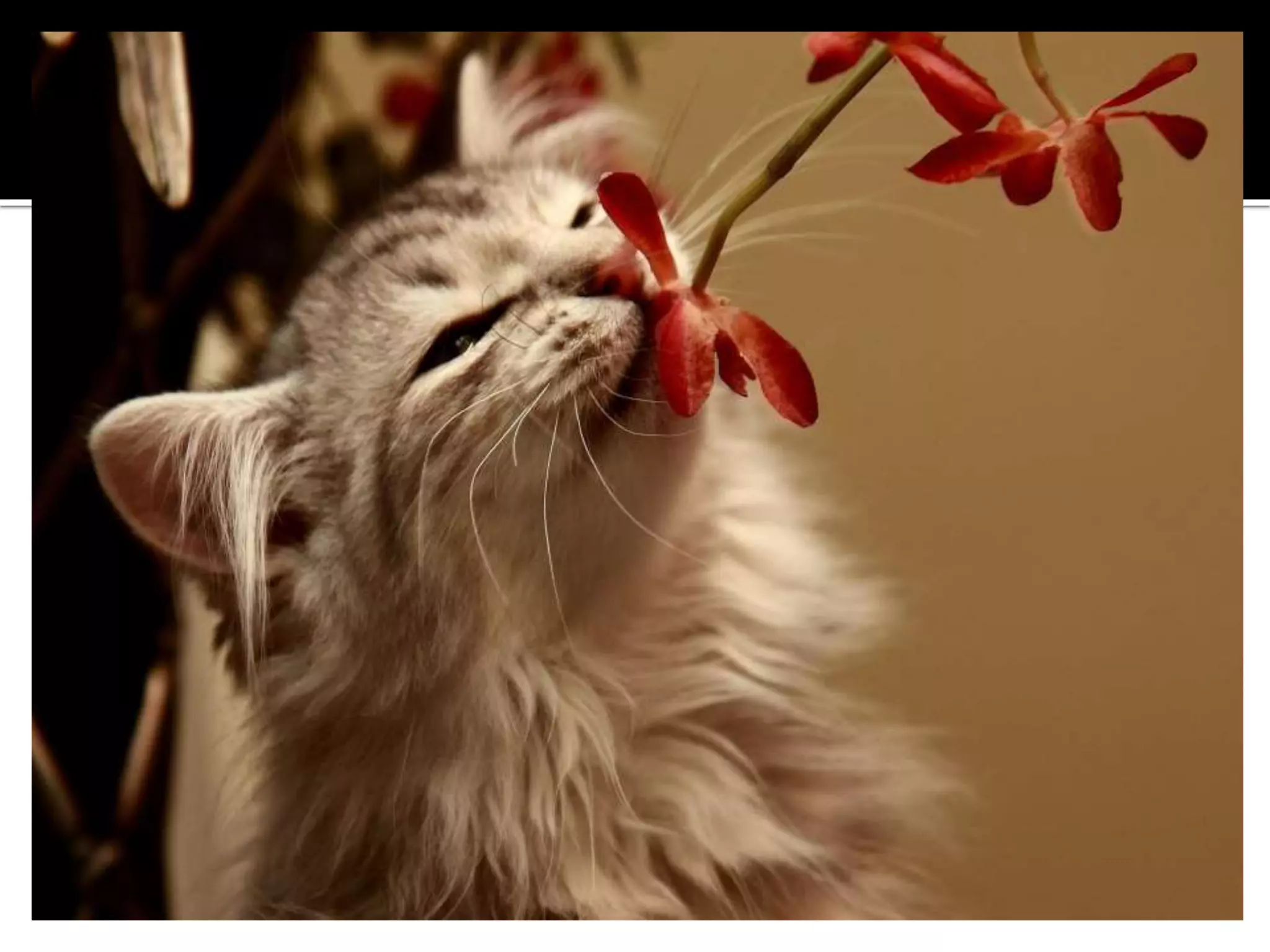 Analizatorul olfactiv . | PPTX