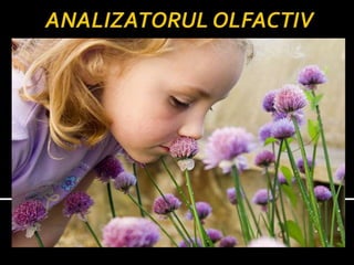 Analizatorul olfactiv . | PPTX
