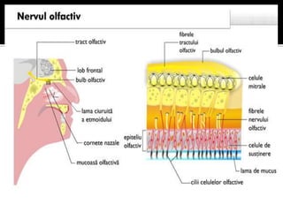 Analizatorul olfactiv . | PPTX