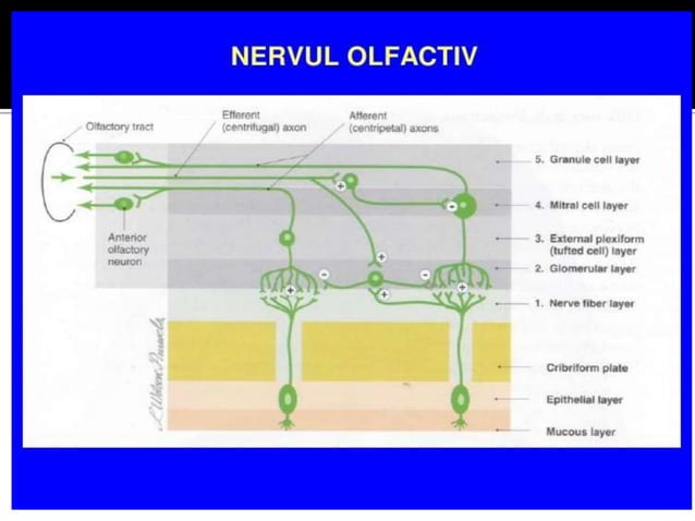 Analizatorul olfactiv . | PPTX