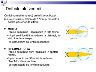 Analizatorul vizual | PPT