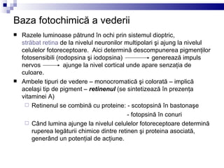 Analizatorul vizual | PPT