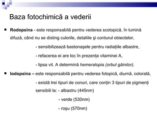 Analizatorul vizual | PPT