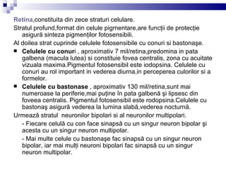 Analizatorul vizual | PPT