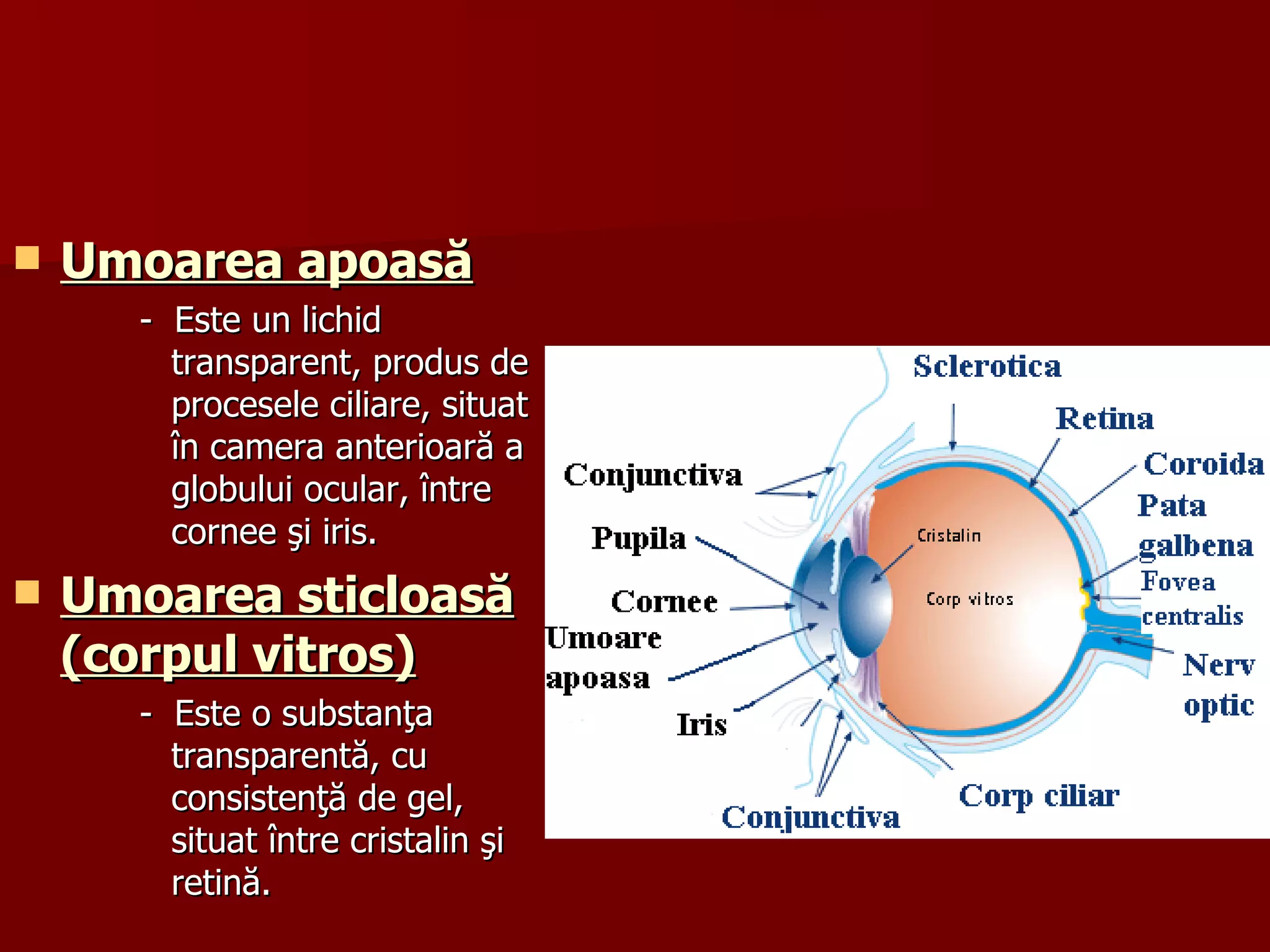Analizatorul vizual | PPT