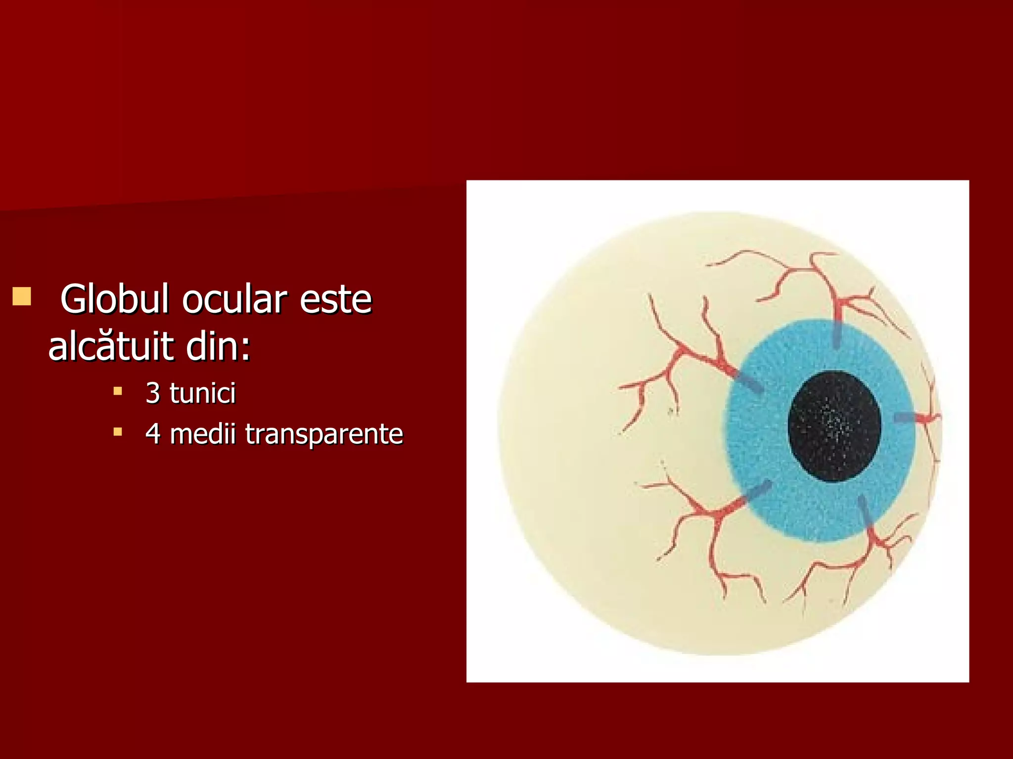 Analizatorul vizual | PPT