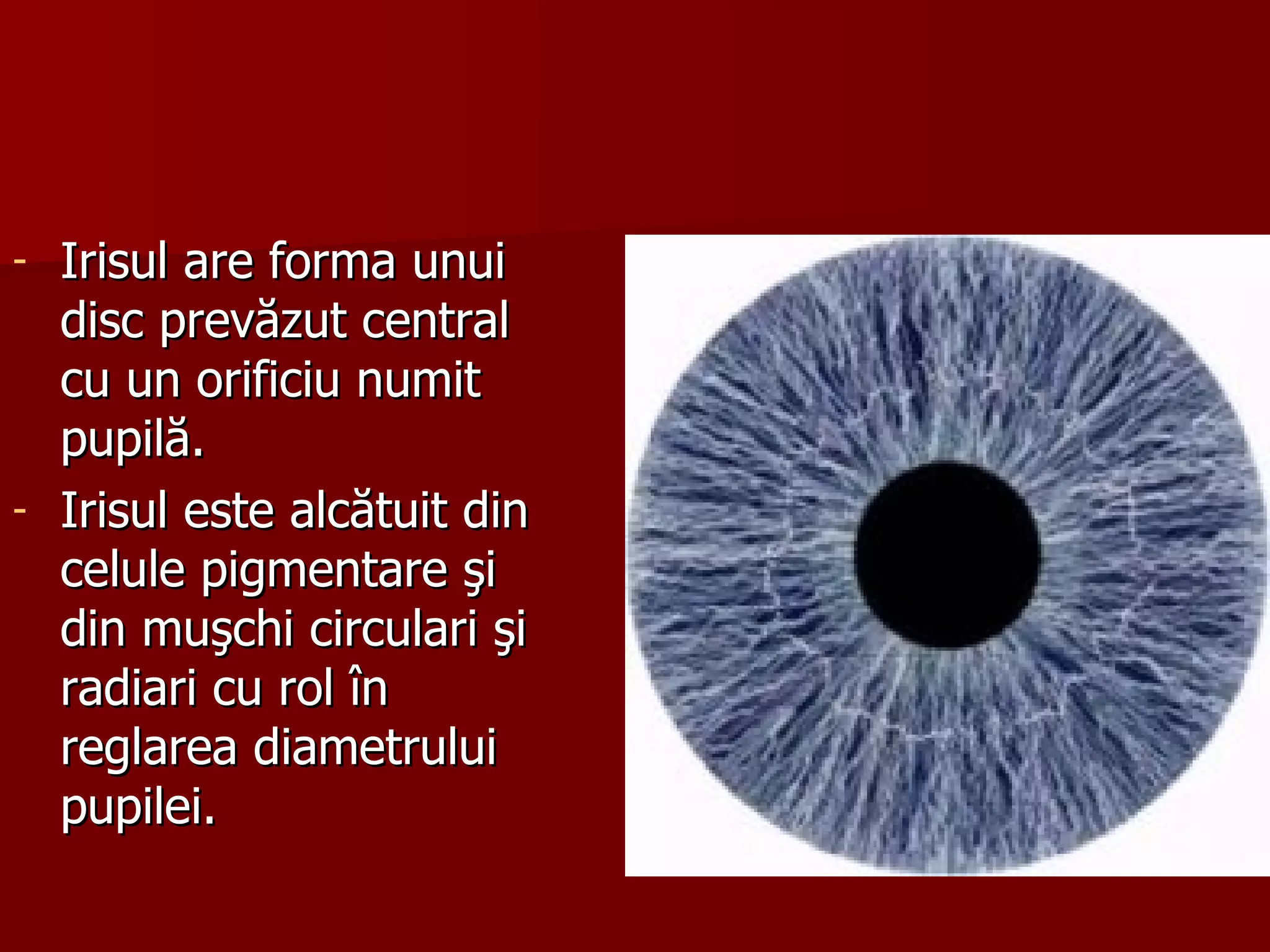 Analizatorul vizual | PPT