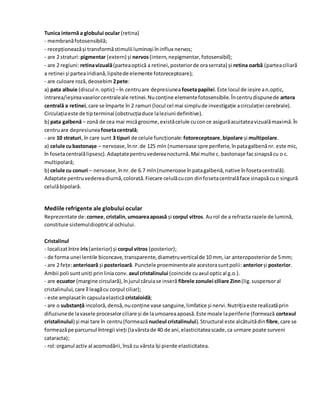 Anatomie: analizatorul vizual | DOCX