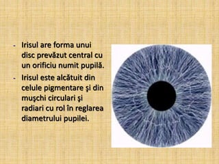 Analizatorul vizual | PPTX