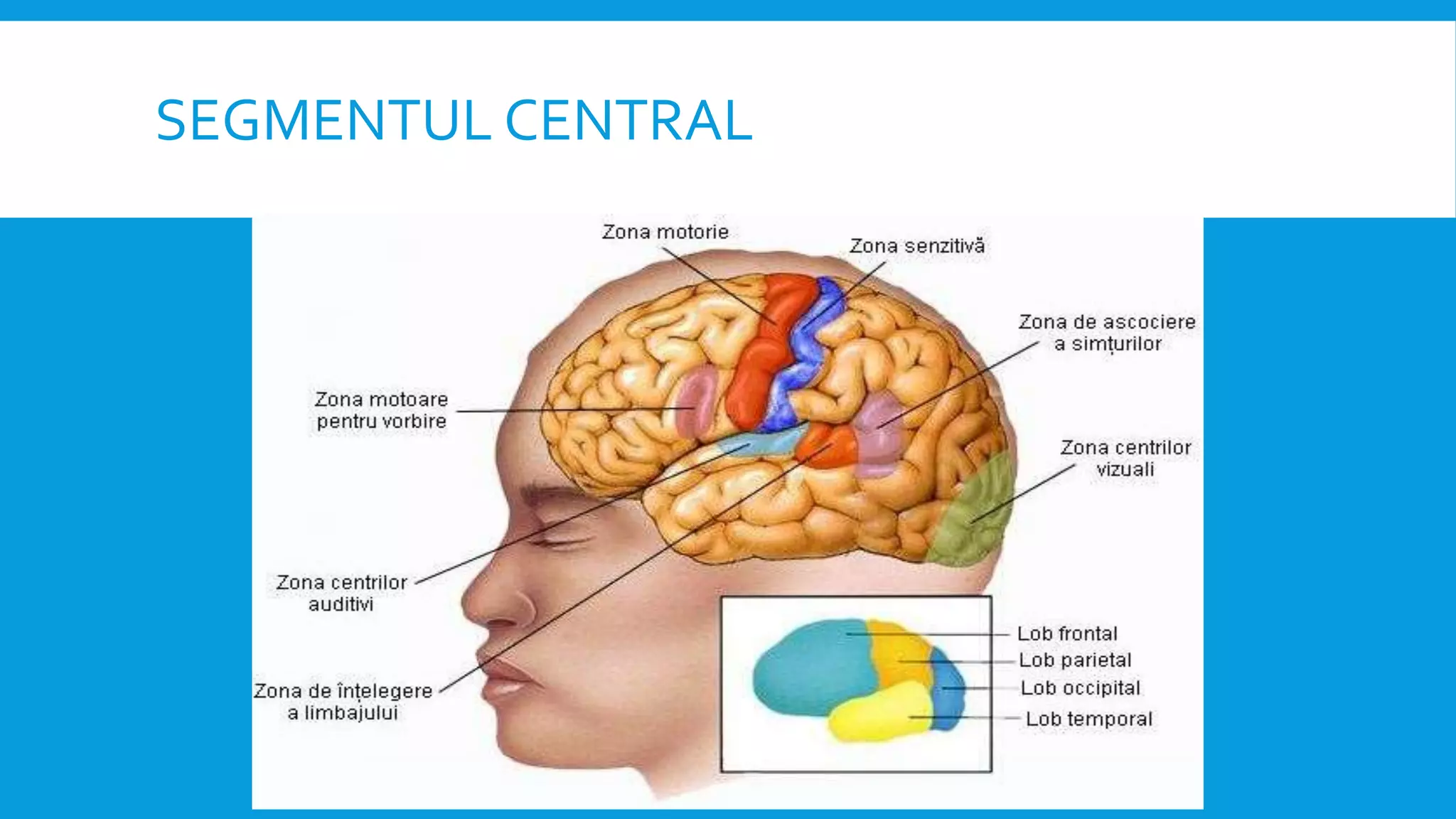 Analizatorul vizual. STIMULI VIZUALI.pptx