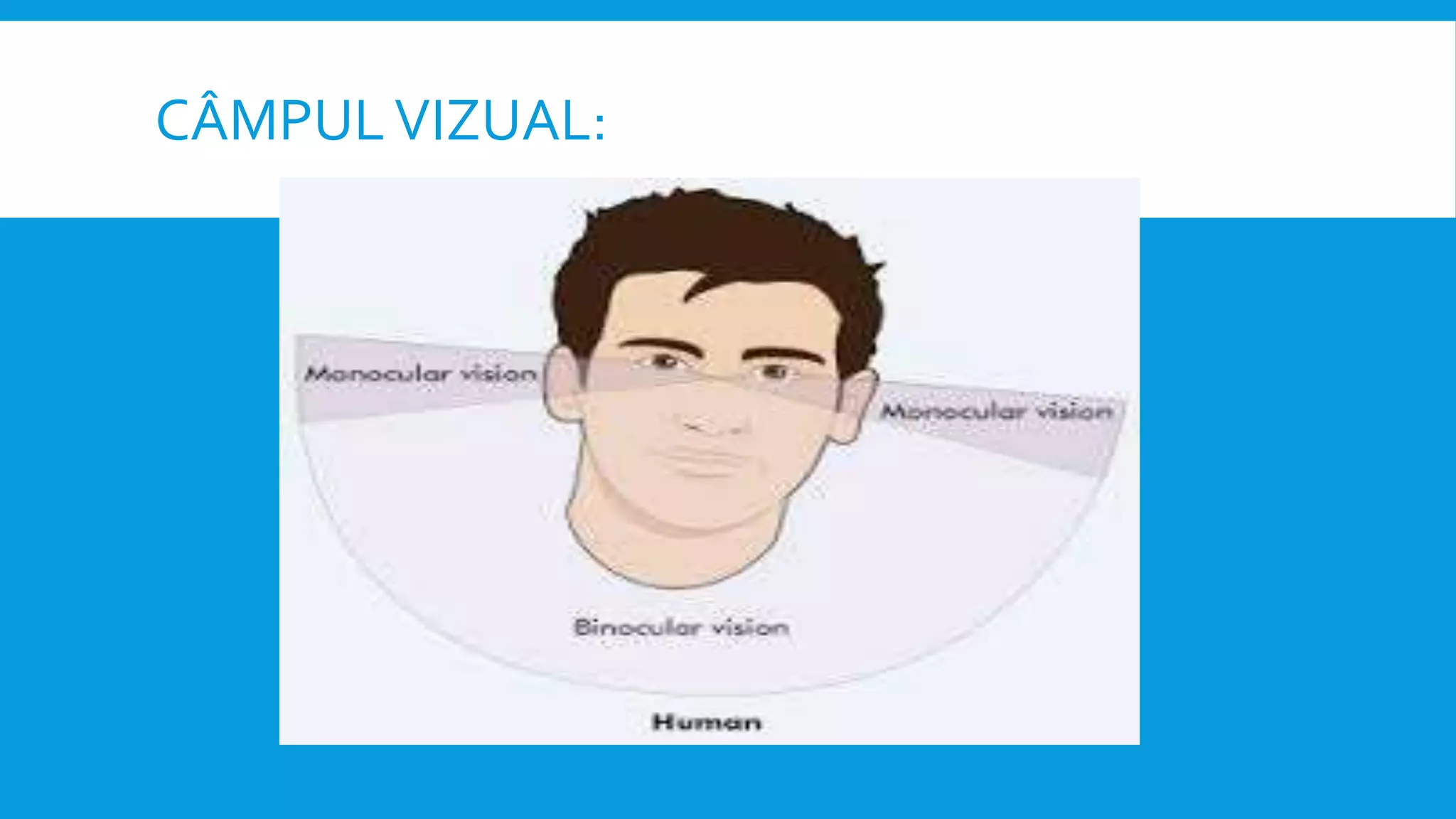 Analizatorul vizual. STIMULI VIZUALI.pptx