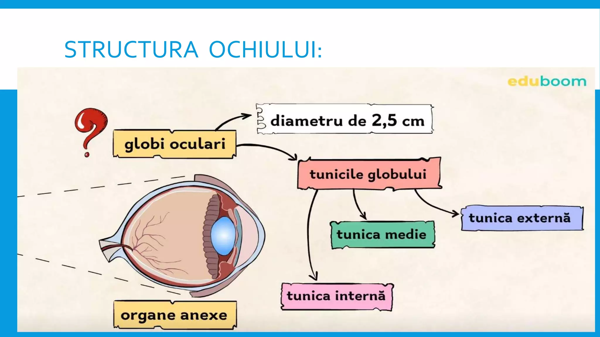 Analizatorul vizual. STIMULI VIZUALI.pptx