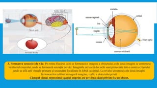 Analizatorul vizual. STIMULI VIZUALI.pptx