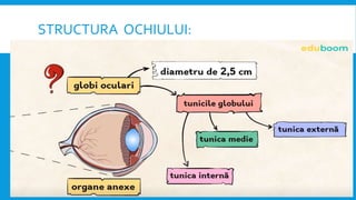 Analizatorul vizual. STIMULI VIZUALI.pptx
