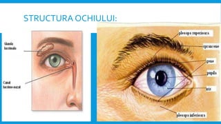 Analizatorul vizual. STIMULI VIZUALI.pptx