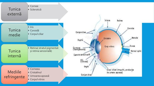 Analizatorul vizual. STIMULI VIZUALI.pptx