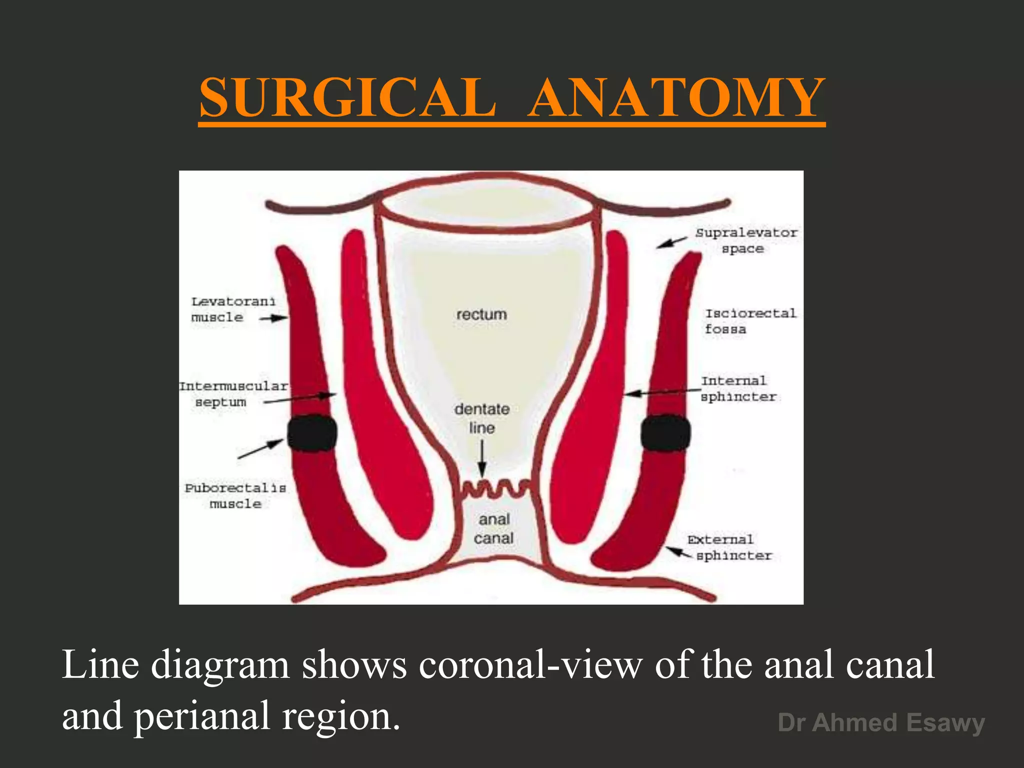 Anal perianal imaging part 1 CT MRI anatomy Dr Ahmed Esawy | PDF