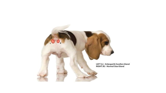 Anal sac diseases in animal.pptx | Digestive Disorders | Diseases and ...