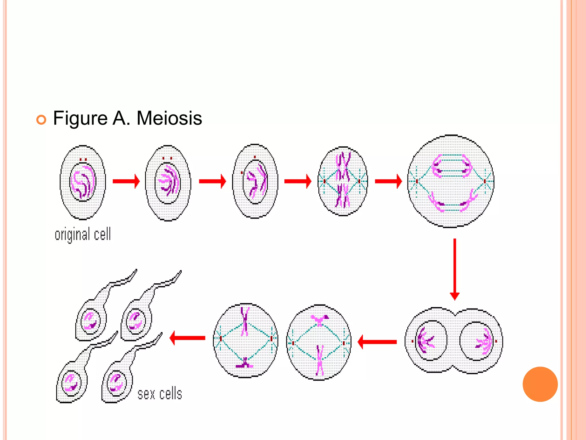 Cell Reproduction | PPTX
