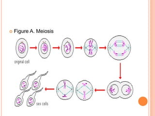 Cell Reproduction Diagram