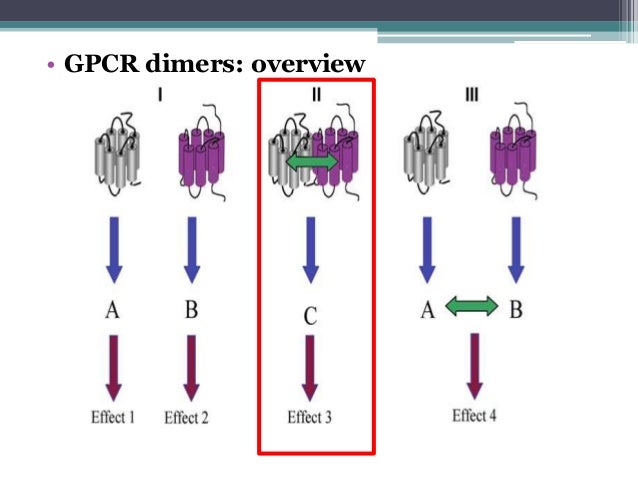 Analysis gpcr-dimerization