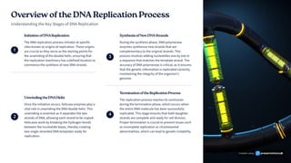 DNA Replication Overview Steps And future perspective | PDF