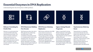DNA Replication Overview Steps And future perspective | PDF