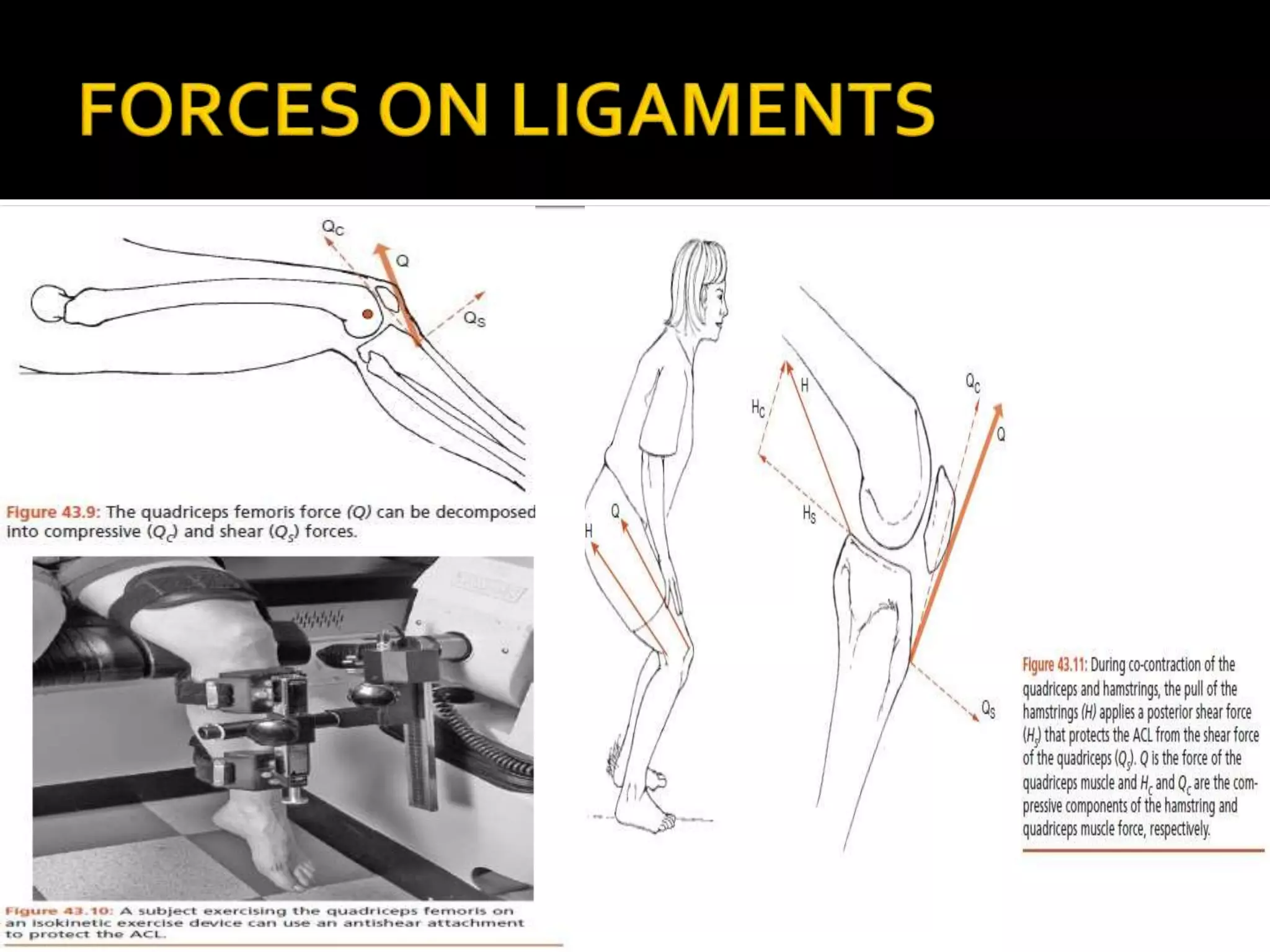 Forces on knee joint during activity | PPTX