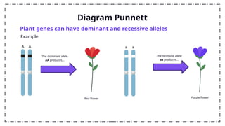 Analysis Inheritance Mendel's Law and diagram Punnet | PPTX