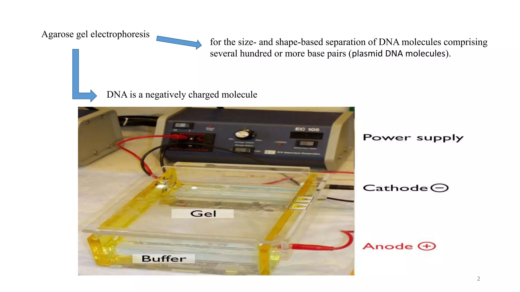 Analysis of plasmid dna by gel electrophoresis | PPTX