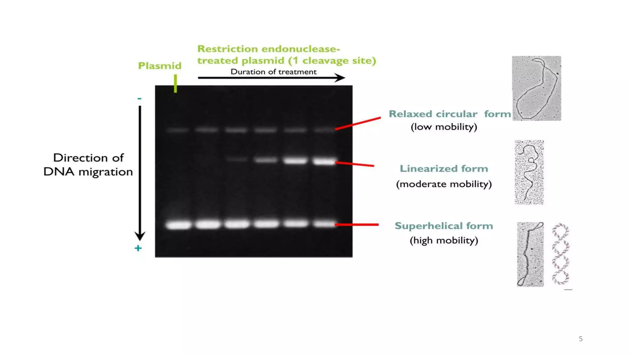 Analysis of plasmid dna by gel electrophoresis | PPTX