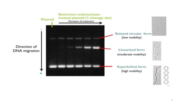 Analysis of plasmid dna by gel electrophoresis
