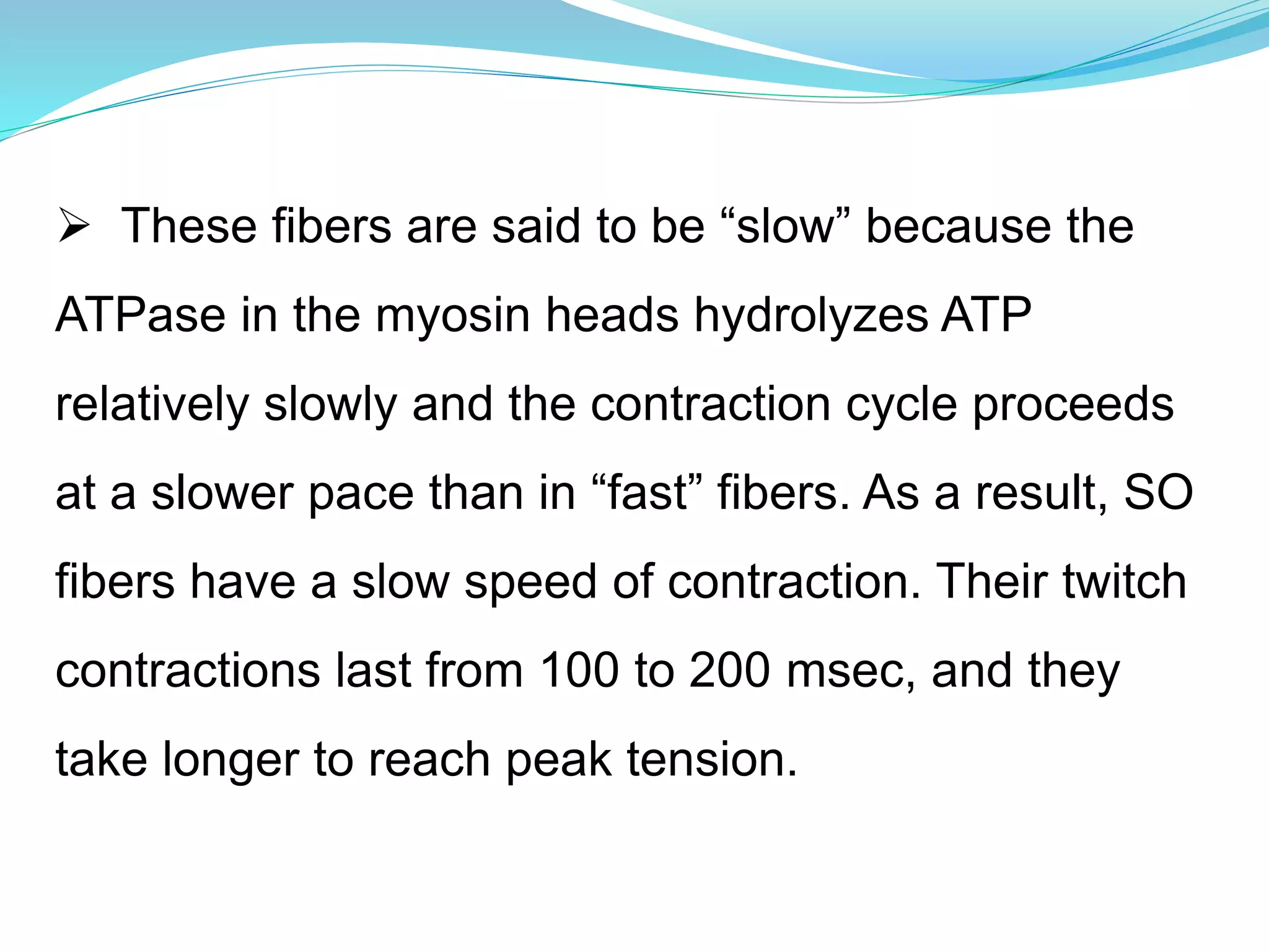 Types of Skeletal Muscle Fibers | PPTX