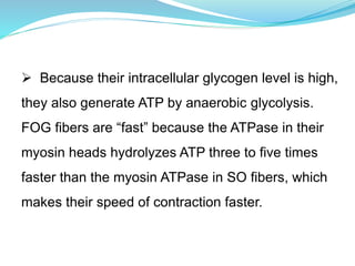 Types of Skeletal Muscle Fibers | PPTX