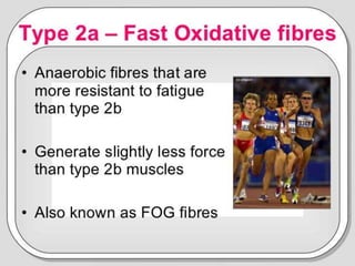 Types of Skeletal Muscle Fibers | PPTX