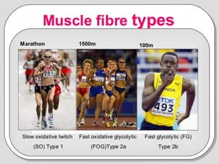 Types of Skeletal Muscle Fibers | PPTX