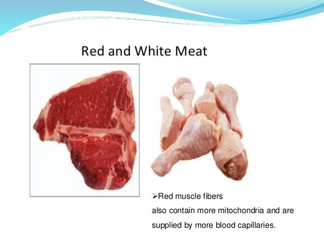 Types of Skeletal Muscle Fibers