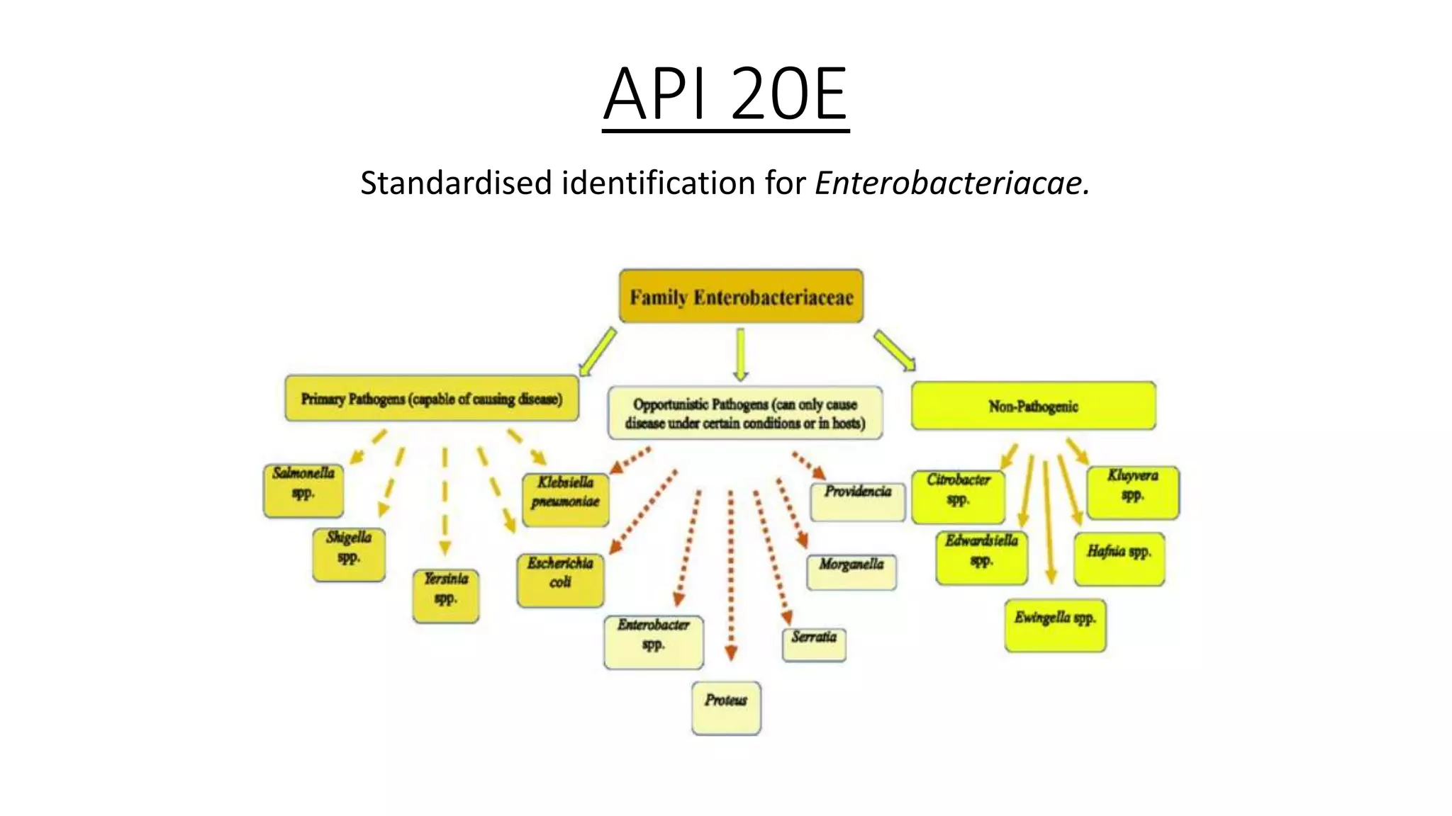 Analytical Profile Index 20E.pptx