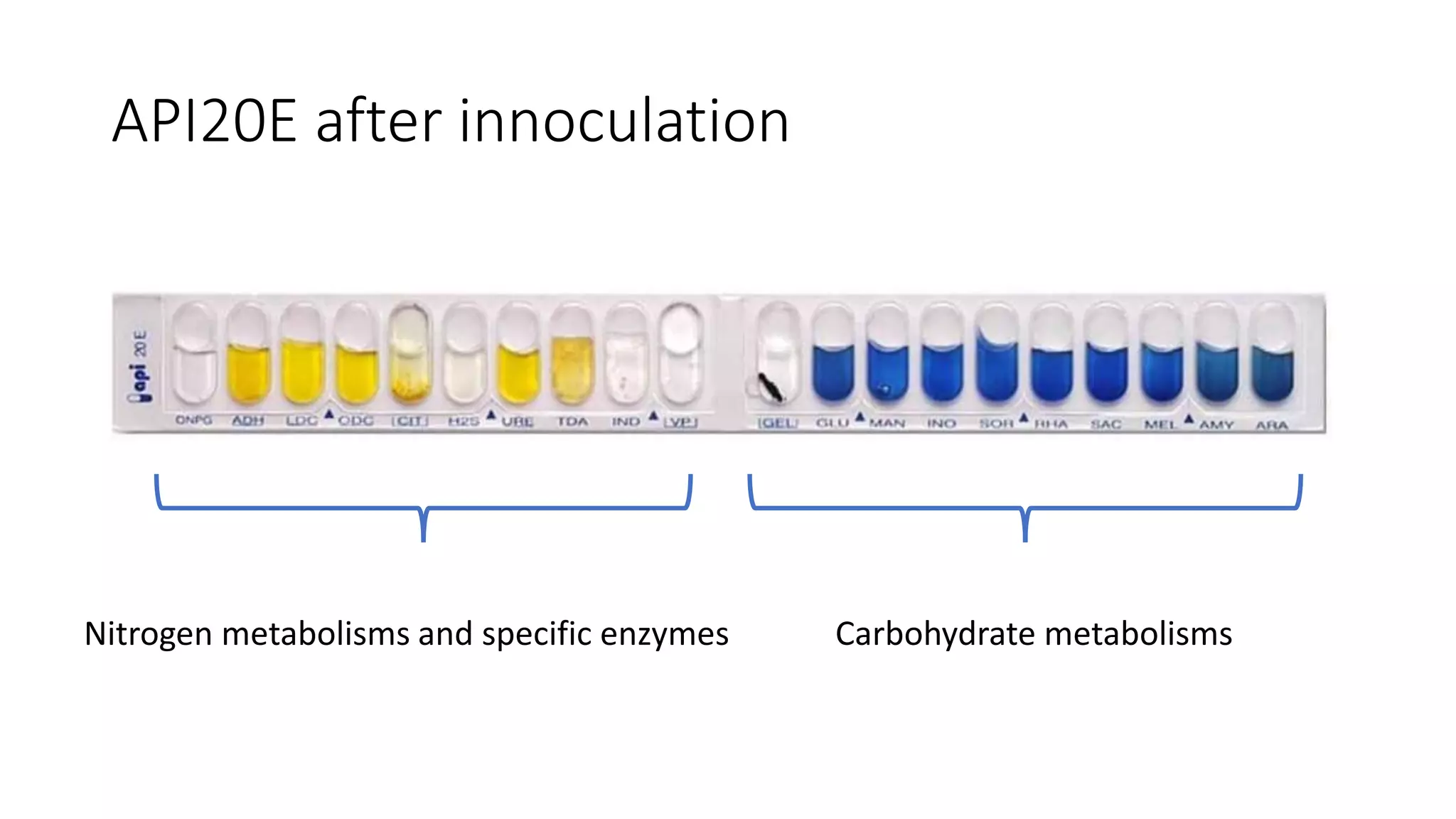 Analytical Profile Index 20E.pptx