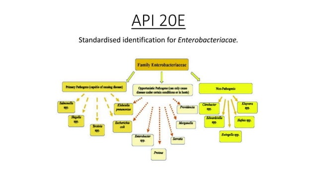 Analytical Profile Index 20E.pptx