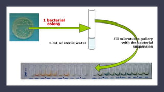 Analytical Profile Index 20E.pptx