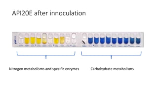 Analytical Profile Index 20E.pptx