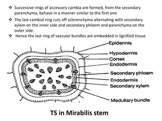 Anamalous secondary growth | PPTX