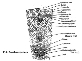 Anamalous secondary growth | PPTX | Gardening | Home & Garden