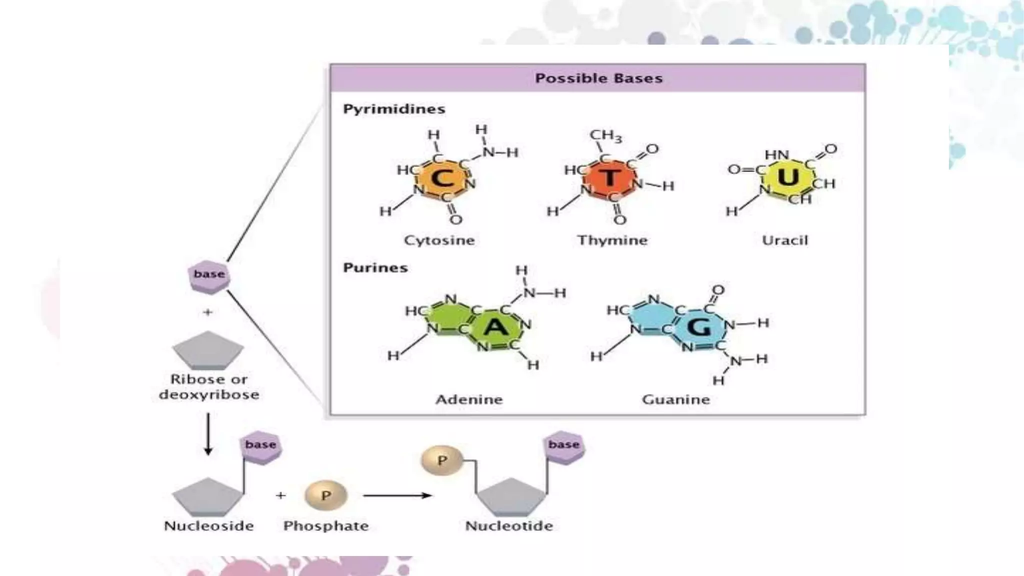 Basic concepts of Genes, Chromosomes & DNA: Human Genome Project | PPTX